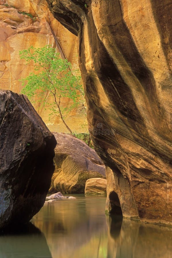 Calm Pool Virgin River Narrows Stock Photo - Image of virgin, nature ...