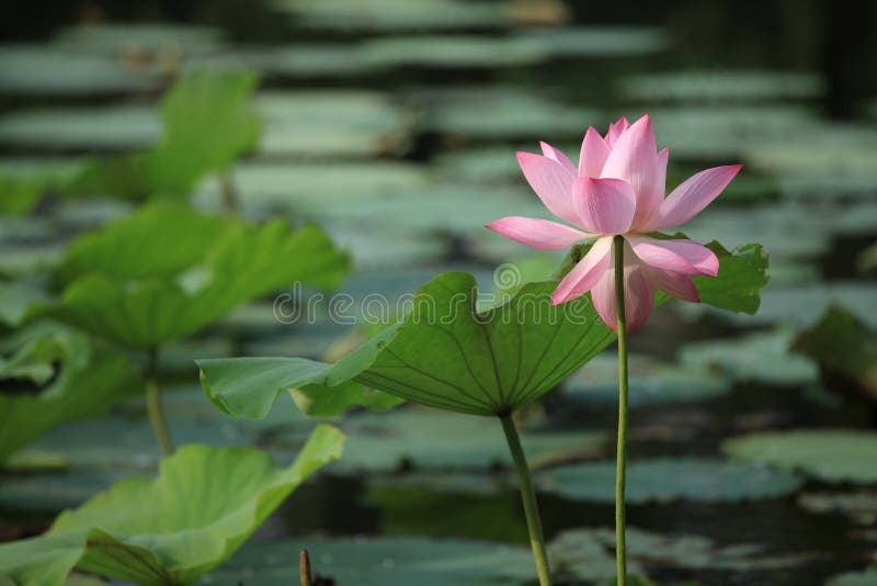 Calm & pretty stock photo. Image of illusion, lotus - 32194576