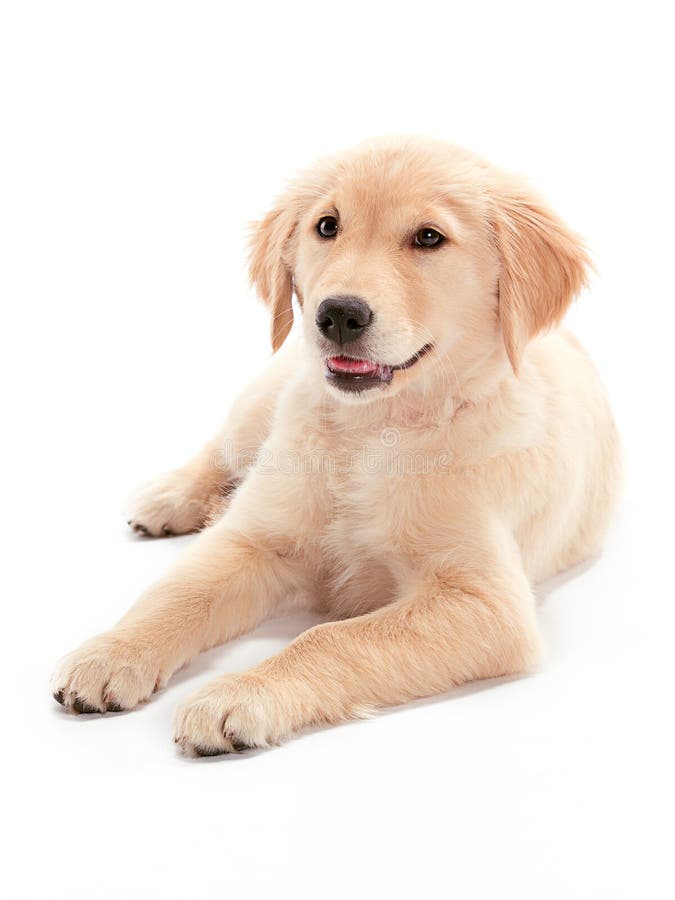 Calm Puppy stock image. Image of puppy, dogs, animal - 20085019