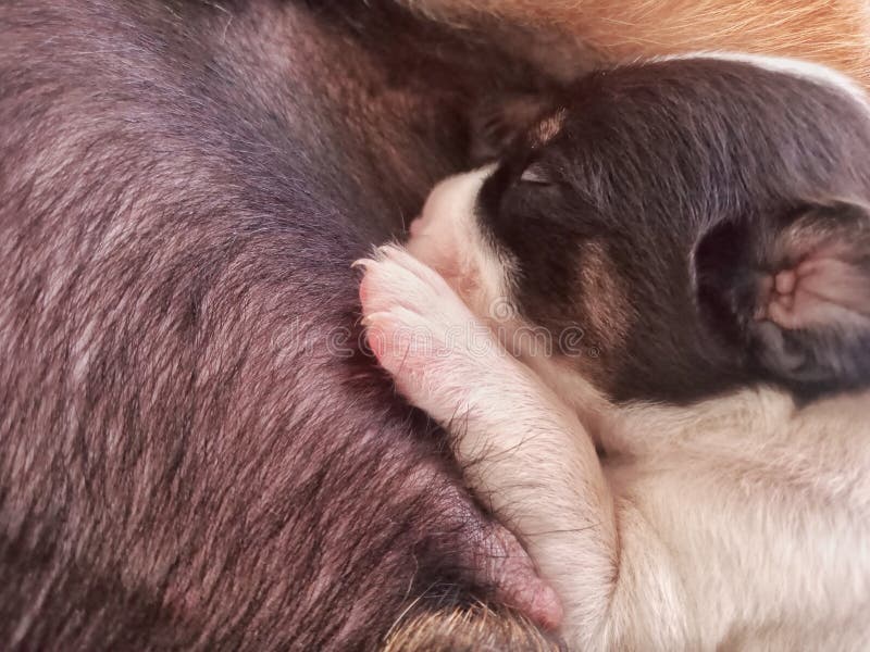 Calm Puppy Resting with Eyes Closed Stock Image - Image of eyes, close ...