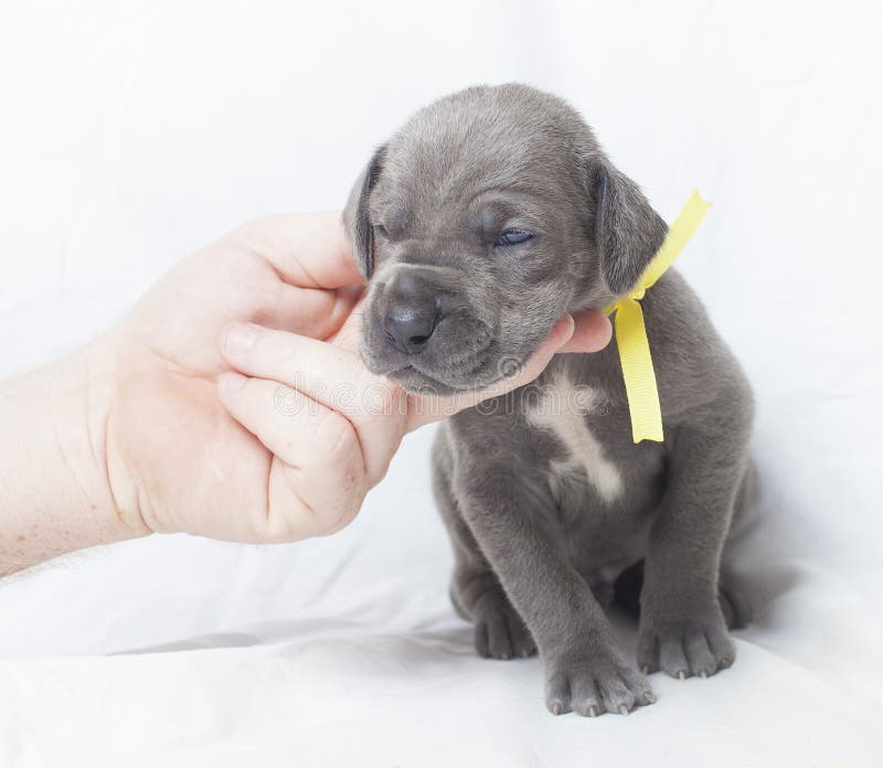 Calm puppy stock photo. Image of head, dane, paws, fingers - 92349948