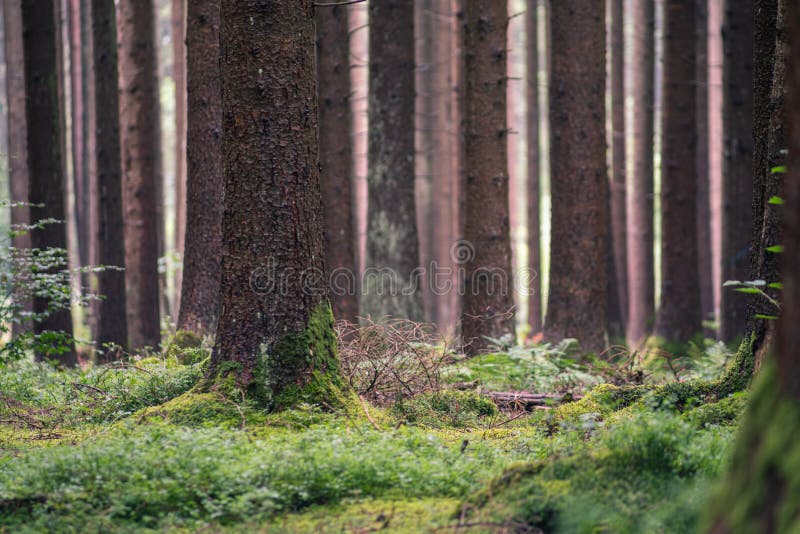 In a Calm, Regenerating Forest, Pure Nature. Stock Photo - Image of ...