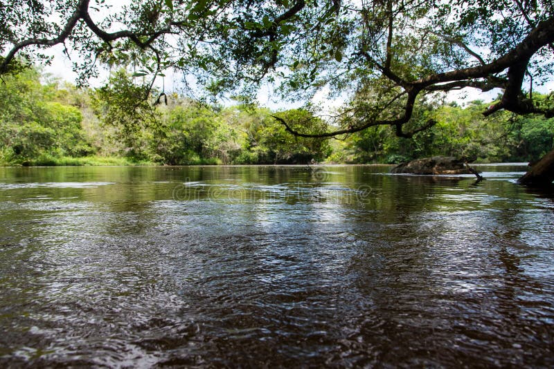 A Calm River in the Deep Forest Stock Photo - Image of tropical ...