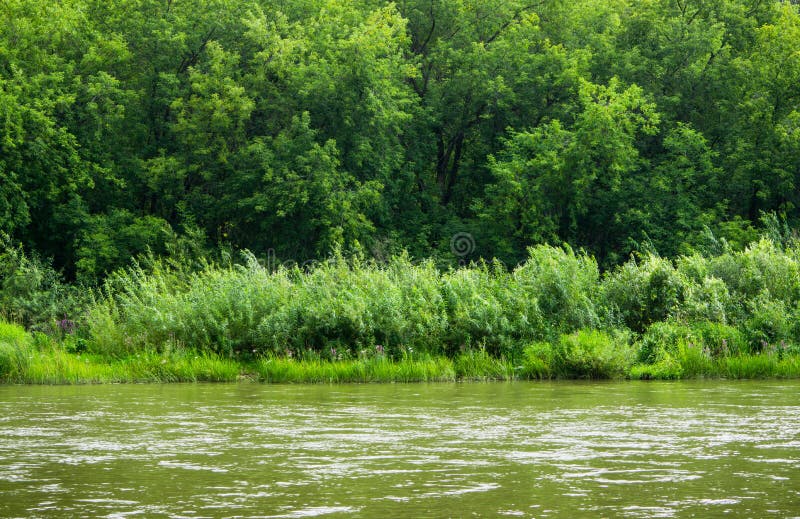 Calm river with forest stock image. Image of forest - 103453403