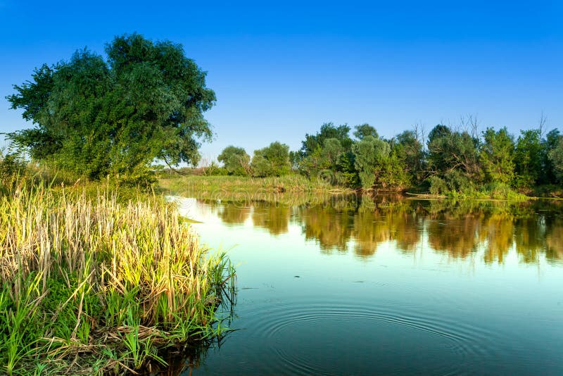 Calm River in Forest with Reflections and Trees on Both Sides of the ...
