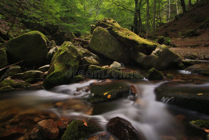 Calm River in the Middle of Forest Stock Image - Image of long ...