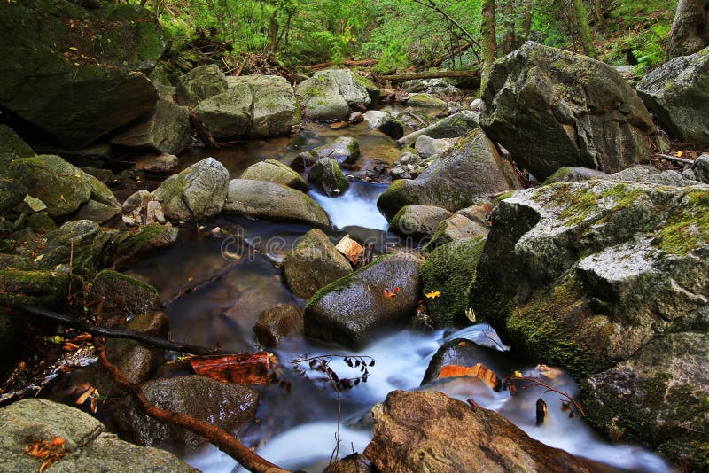 Calm River in the Middle of Forest Stock Image - Image of ground, calm ...