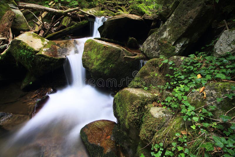 Calm River in the Middle of Forest Stock Image - Image of green, clean ...