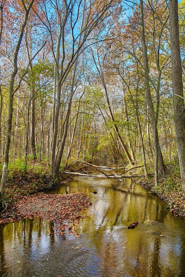 Calm River in the Middle of a Forest in Fall Where Twigs and Logs Have ...