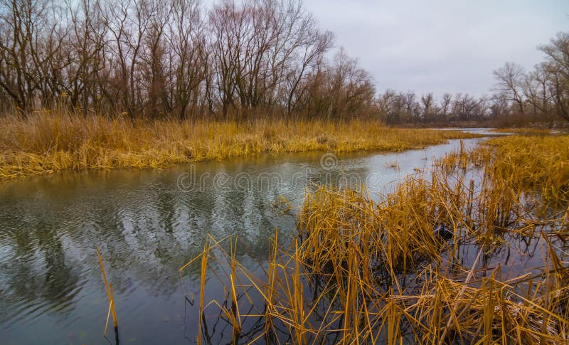 River Wit Forest and Reed on Coast Stock Image - Image of outdoor, lake ...