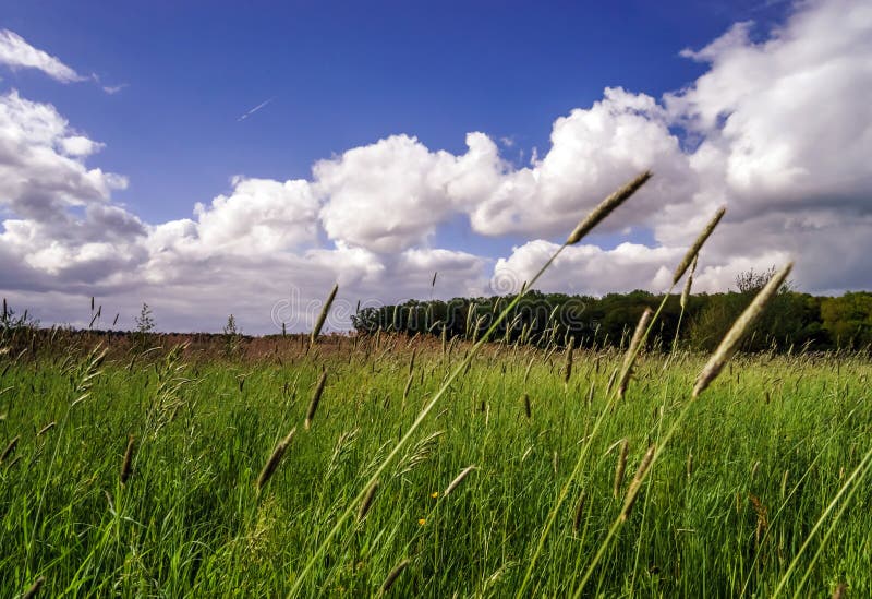 Calm rural landscape stock photo. Image of sumn, green - 40865852