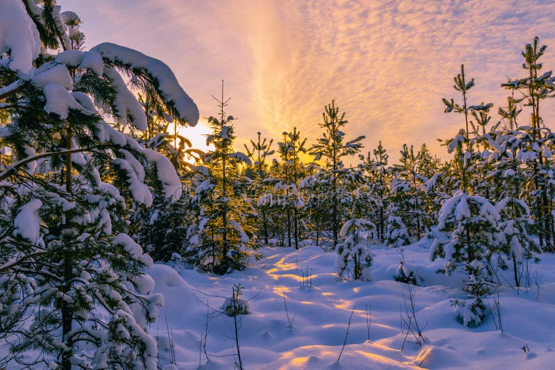 Calm Scene in the Winter Forest Stock Photo - Image of morning, dawn ...