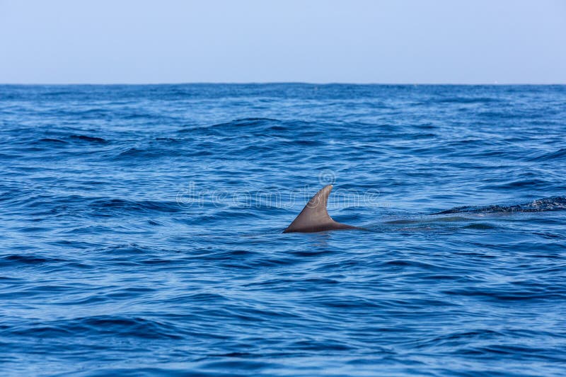 Calm Sea Surface with Dolphin´s Dorsal Fin Protruding from the Sea ...