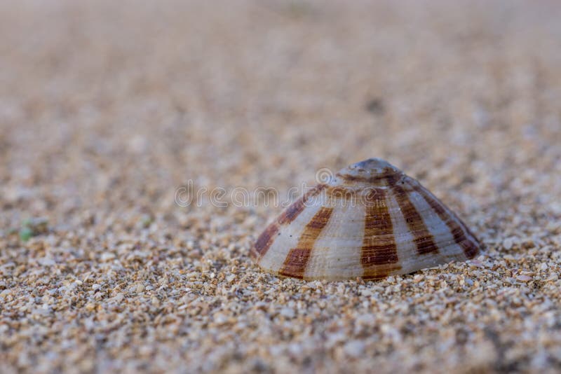 A Calm Shell on a Beach Sand Stock Photo - Image of coastline, abstract ...
