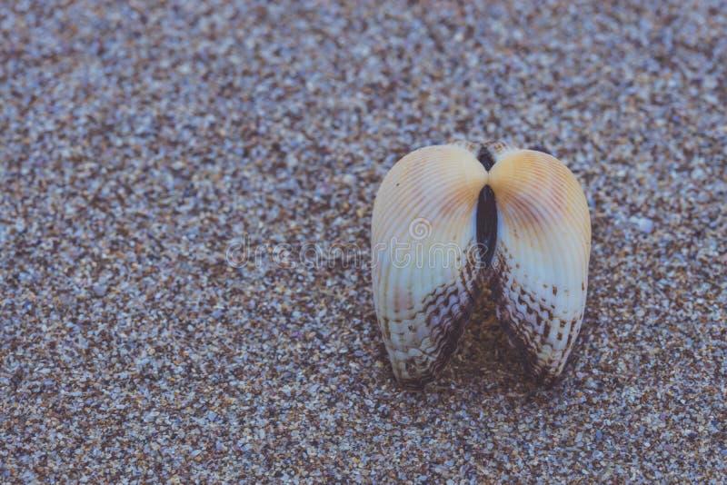 A Calm Shell on a Beach Sand Stock Photo - Image of beautiful ...