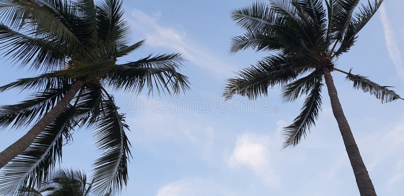 Calm Sky Trees Cooling Tropical Stock Image - Image of calm, trees ...