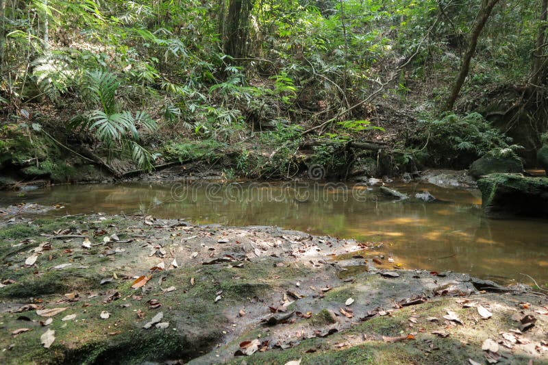 Calm Small River Water with Mossy Rocks in the Forest Stock Photo ...