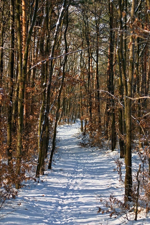 Calm snow sunny path stock image. Image of winter, skiing - 45346607