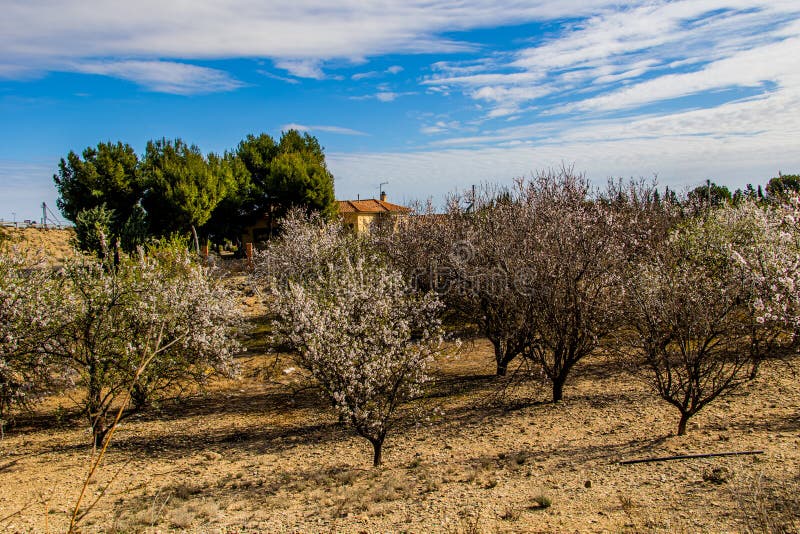 Calm Spring Landscape with Blooming Orchard on a Warm Sunny Day Stock ...