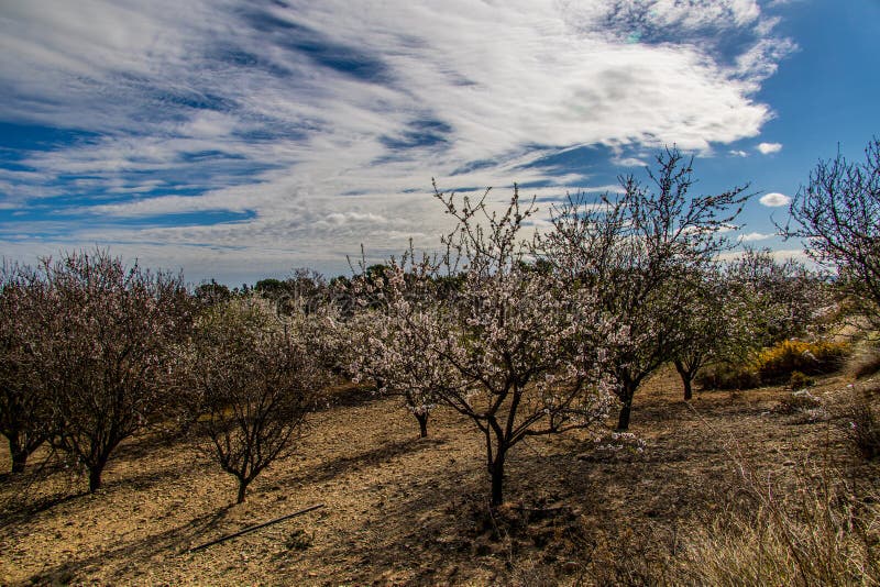 Calm Spring Landscape with Blooming Orchard on a Warm Sunny Day Stock ...