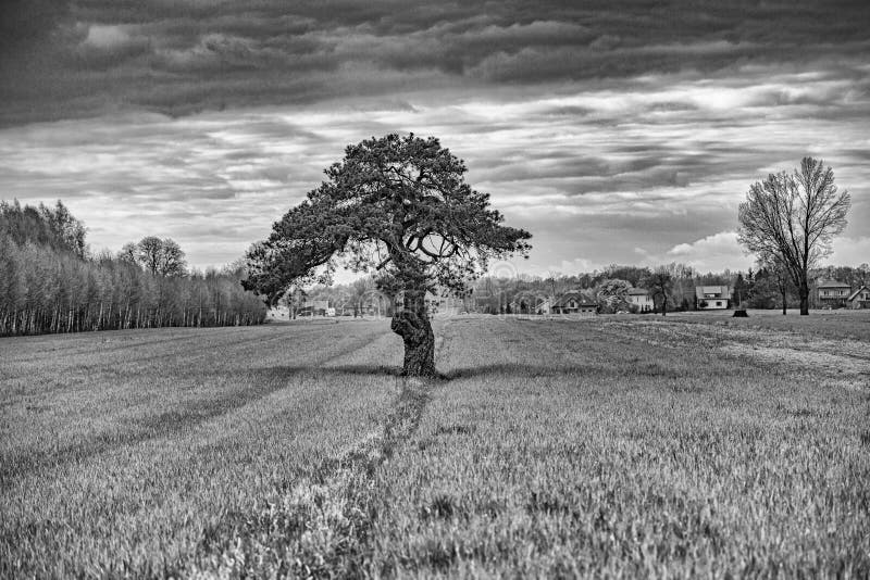 Calm Spring Landscape with a Lonely Tree Growing on a Field of Young ...