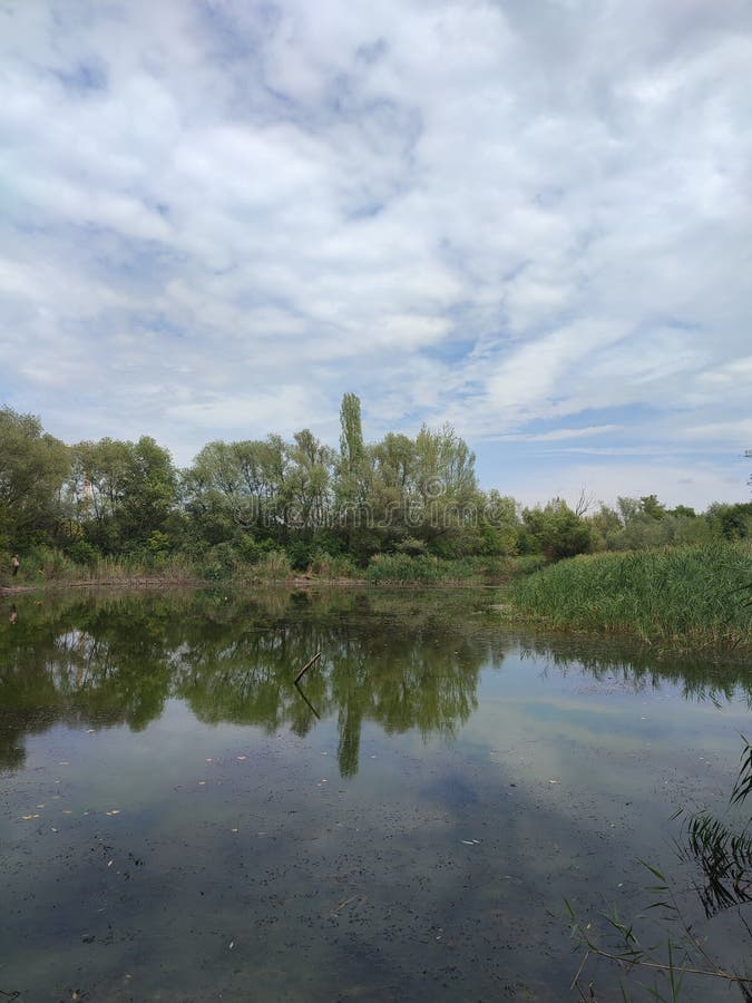 Calm still lake stock photo. Image of tree, water, calm - 254831700