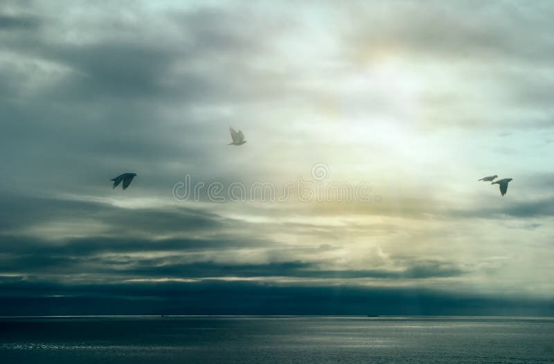 Calm after Storm. Birds Flying Over Ocean with Storm Clouds. Wild ...