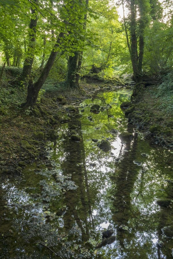 Calm stream in a forest stock photo. Image of green, nature - 75059326