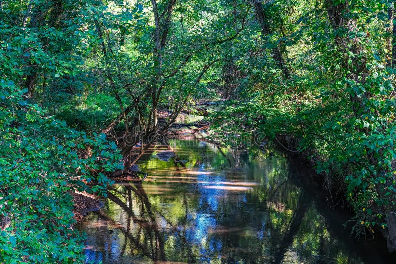 Calm Stream through Forest stock image. Image of forest - 162290099