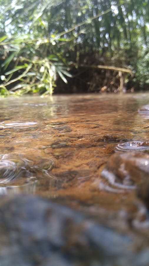 A Calm Stream in Jungle River Stock Image - Image of tree, wilderness ...