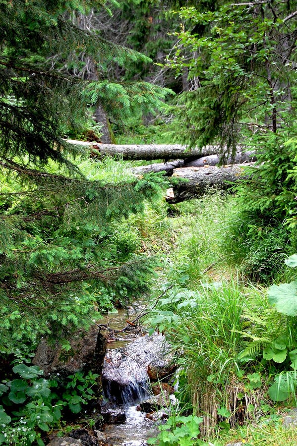 Calm Stream in the Middle of a Forest Stock Image - Image of natural ...