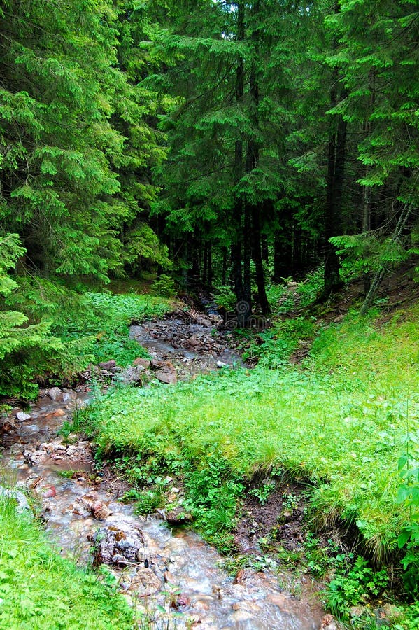 Calm Stream in the Middle of a Forest Stock Photo - Image of pristine ...