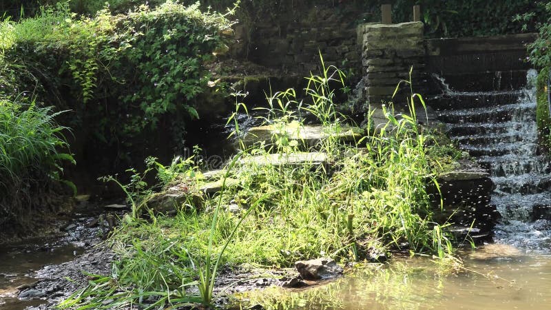 Calm Stream in the Normandy Countryside Stock Footage - Video of plant ...