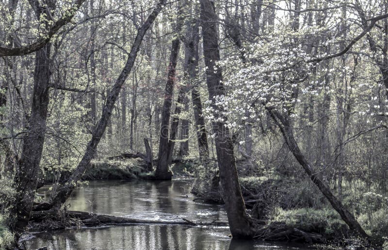 Calm stream stock image. Image of river, relaxing, running - 47591897