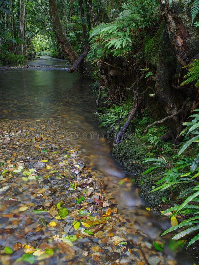 Calm Stream Runs through a Lush Tropical Rainforest, Surrounded by a ...