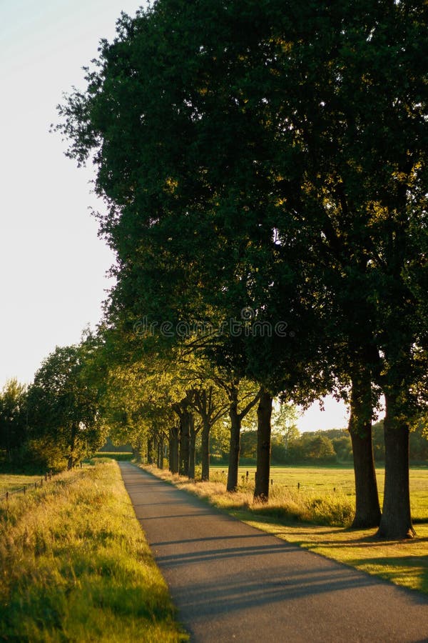 Calm Summer Evening Landscape of a Road in a Field Stock Image - Image ...