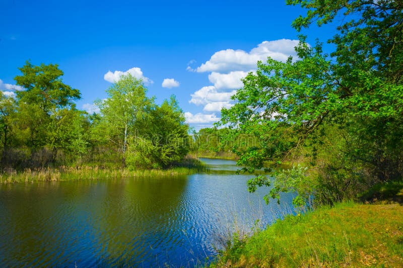 Summer River with Forest on Coast Stock Image - Image of calm, grove ...