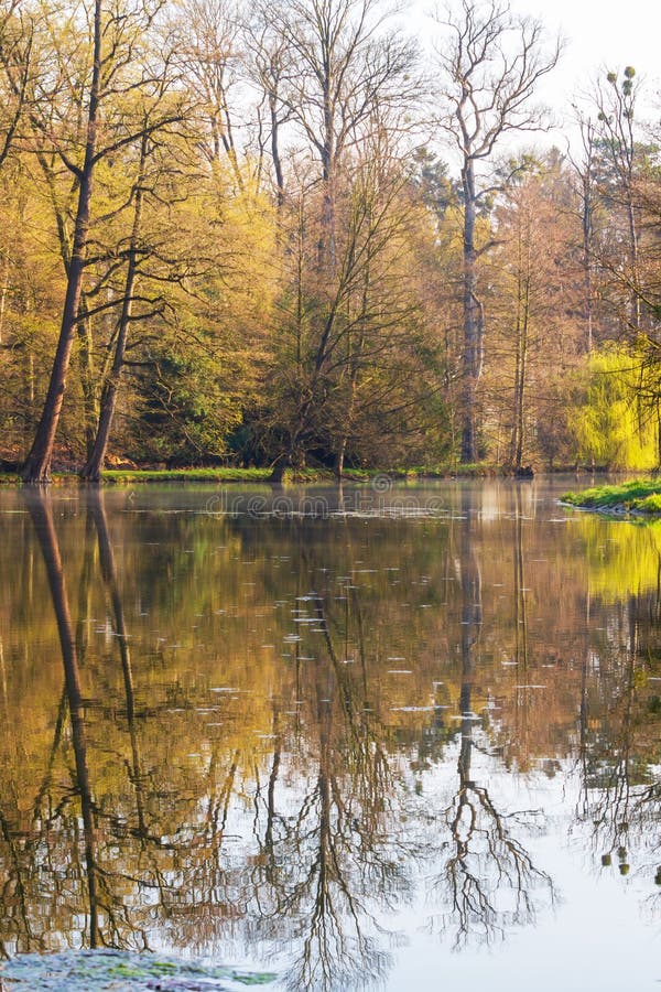 Calm Surface of the Pond. Above the Surface are the Branches of a Tree ...