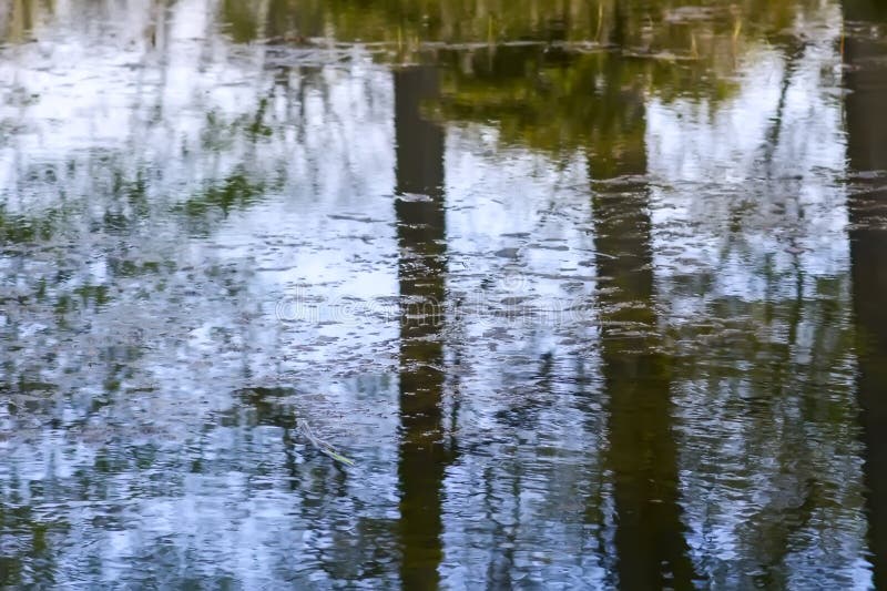 Calm Surface of the Water. Reflections in Pond with Plants Stock Photo ...
