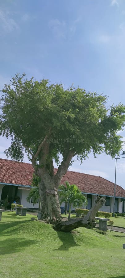 Calm Tree at Clear Sky at Fort Stock Photo - Image of branch, clear ...