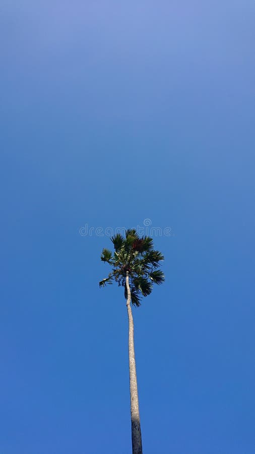Is calm tree stock image. Image of nature, calm, wild - 263861463