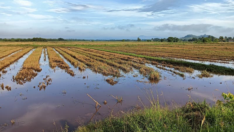 Calm View at the Field during Sunset Stock Photo - Image of view ...