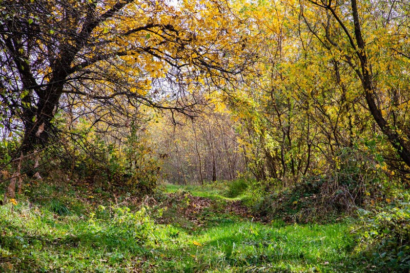 Calm View of a Green Path with Trees Stock Image - Image of colorful ...