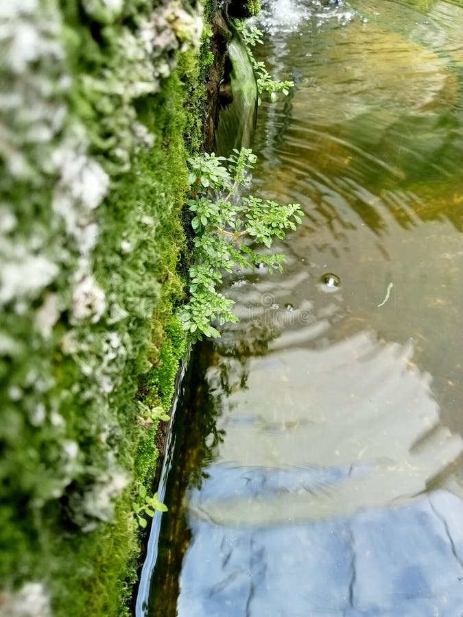 Calm water flow east java stock photo. Image of pond - 239535934