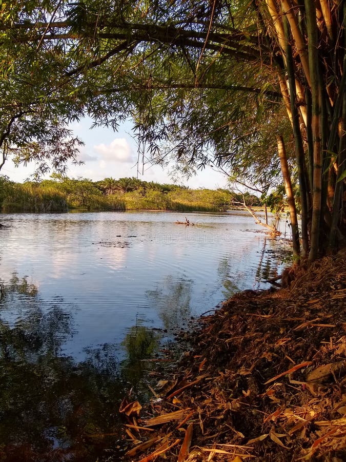 The Calm Water of the Lagoon is Seen through the Bamboo Plams Stock ...