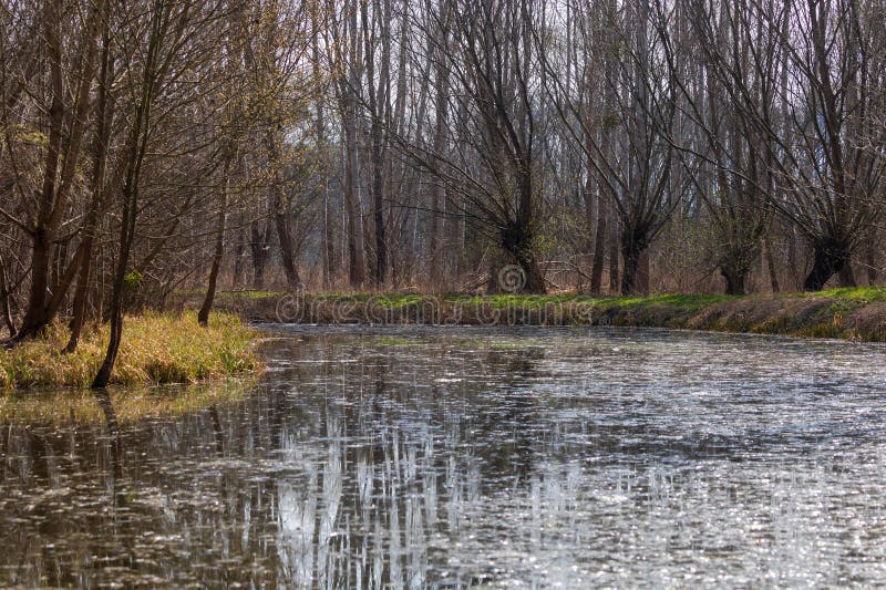The Calm Water of the Pond. There are Trees Around the Water. the Trees ...