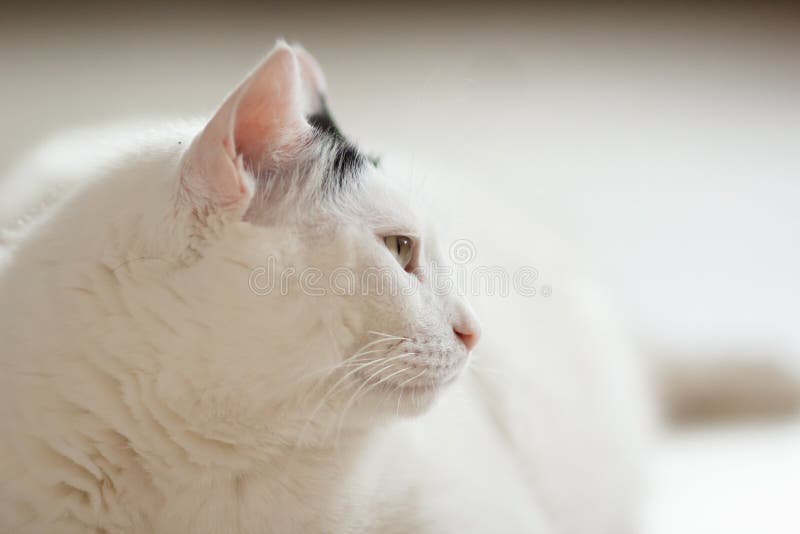 847 Turkish Profile Stock Photos - Free & Royalty-Free Stock Photos ...