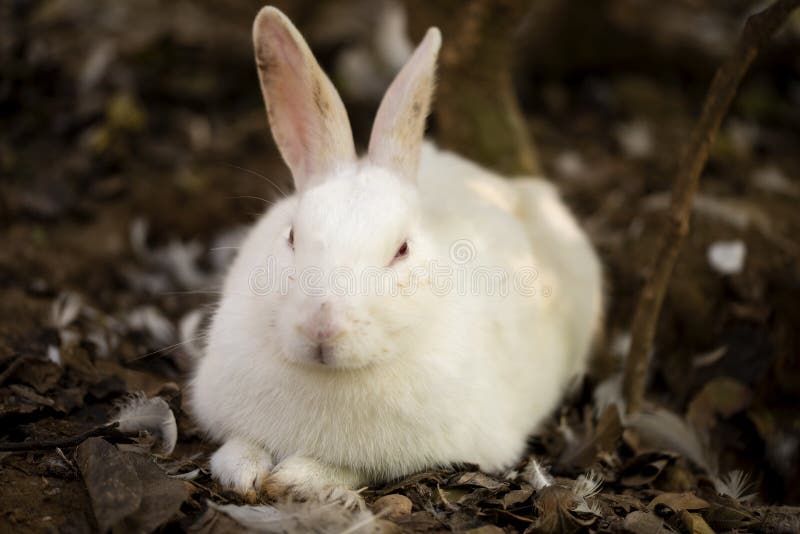 Calm White Rabbit Lying Down on the Soil in the Garden Stock Photo ...