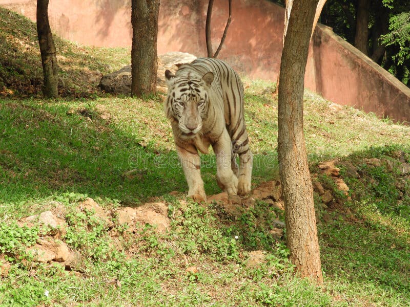 Calm white tiger stock photo. Image of beautiful, looking - 100773758