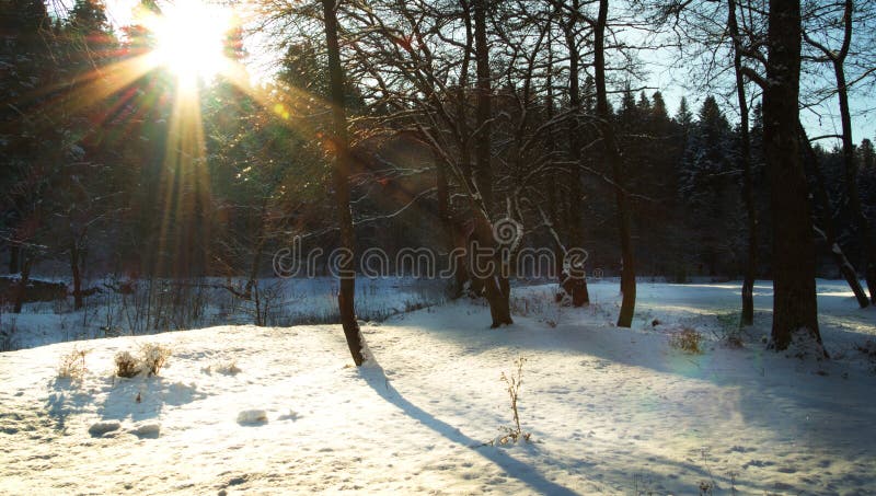 Calm Winter Day in the Forest Stock Image - Image of scenics, road ...